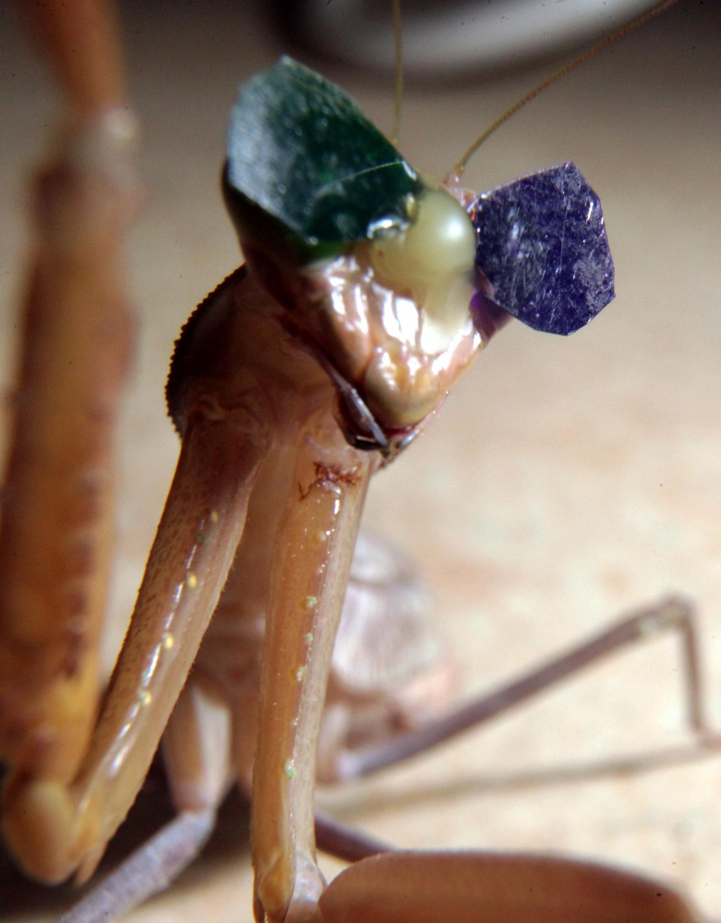 Mantis Wearing 3-D Glasses (2 [IMAGE] | EurekAlert! Science News Releases