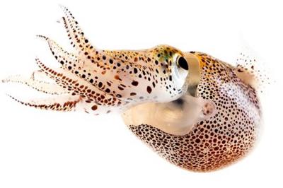 Hawaiian Bobtail Squid [IMAGE] | EurekAlert! Science News Releases