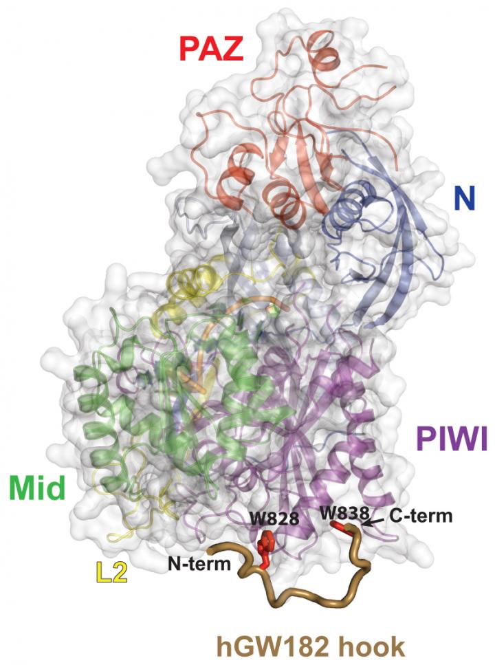 Argonaute -- the Slicing Eleme [IMAGE] | EurekAlert! Science News Releases