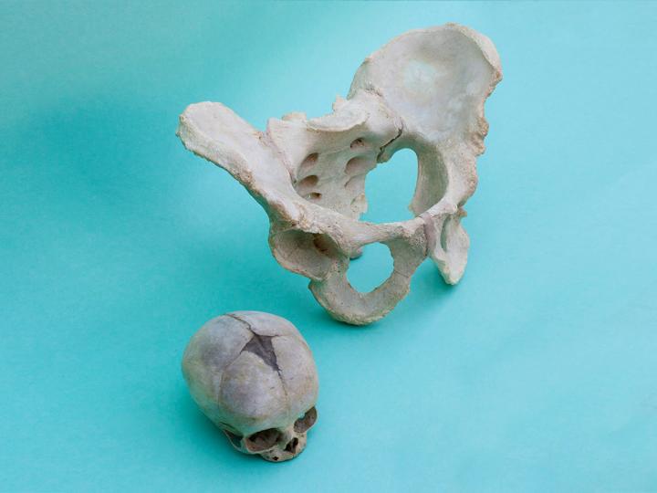 Skull [IMAGE] | EurekAlert! Science News Releases