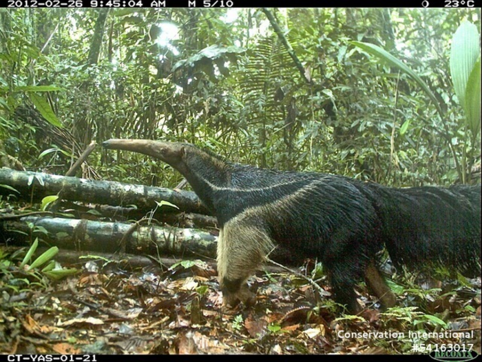 Giant ant eaters [IMAGE] | EurekAlert! Science News Releases