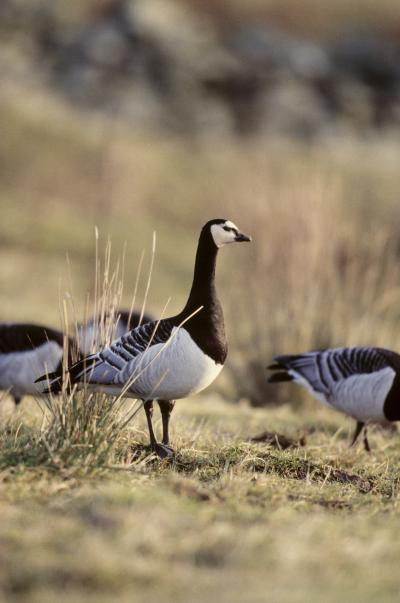 EU Policy Successfully Protect [IMAGE] | EurekAlert! Science News Releases