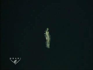 Bombs Away! A Deep Sea Worm's Defense (2 of 8 | EurekAlert!