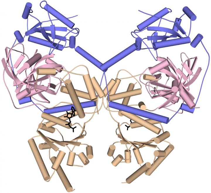 Structural Model of the p97:AS [IMAGE] | EurekAlert! Science News Releases