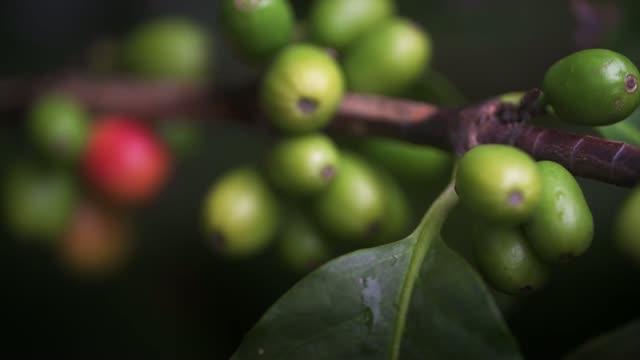 Arabica coffee genome sequenced | EurekAlert!