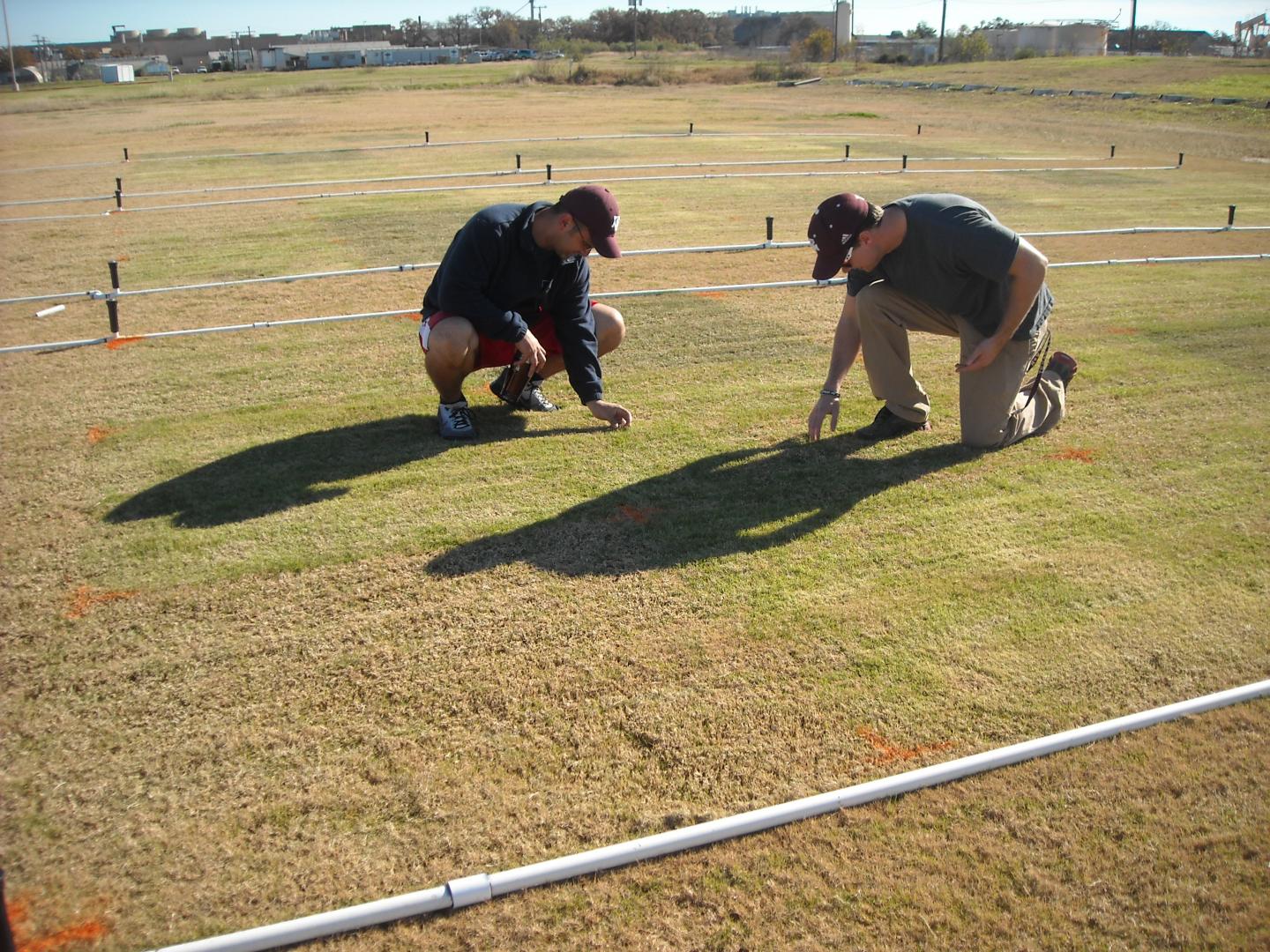 Winter overseeding and colorant treatments co | EurekAlert!