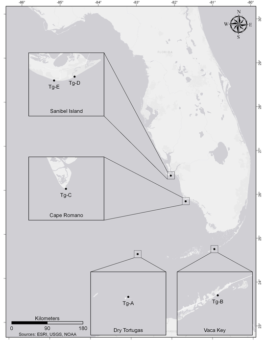 Florida horse conch 3 [IMAGE] | EurekAlert! Science News Releases