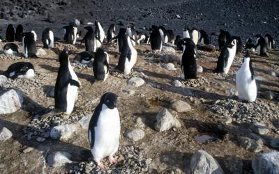Adelie Penguin Rookery [IMAGE] | EurekAlert! Science News Releases