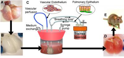 Building Lungs in the Lab (1 of 3) | EurekAlert!