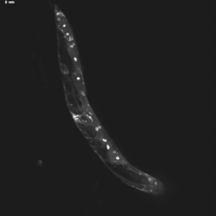 Why hungry worms take risks | EurekAlert!