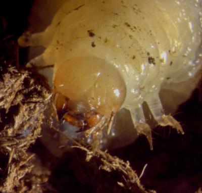 Sexually-transmitted nematode worms and dung | EurekAlert!