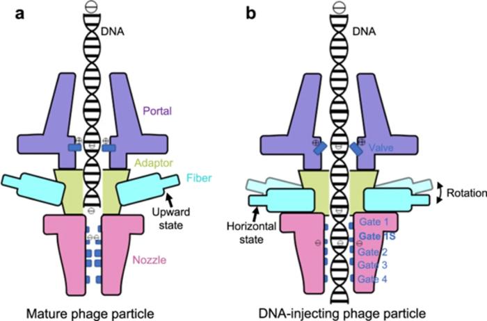 Proposed DNA gating model of P [IMAGE] | EurekAlert! Science News Releases
