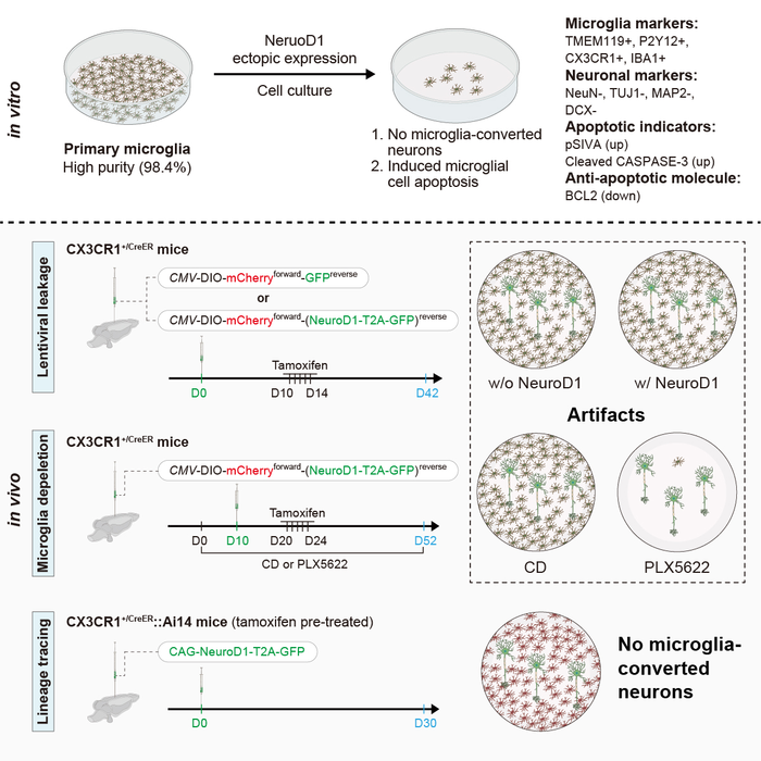 NeuroD1 induces microglial apo [IMAGE] | EurekAlert! Science News Releases
