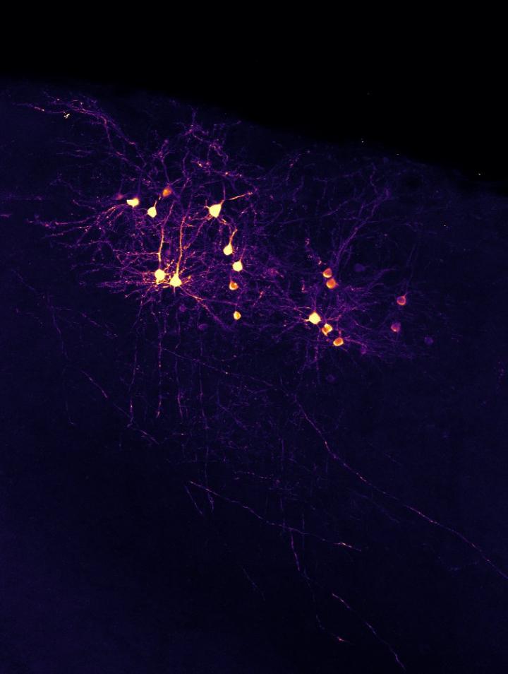 Primary Visual Cortex Neurons [IMAGE] | EurekAlert! Science News Releases