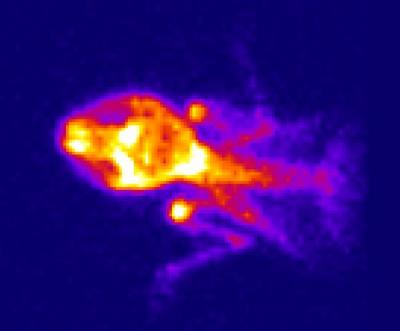 Nuclear Medical Image of Mouse [IMAGE] | EurekAlert! Science News Releases