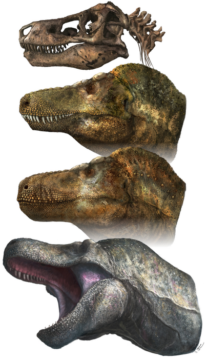 T. rex skull and head reconstr [IMAGE] | EurekAlert! Science News Releases