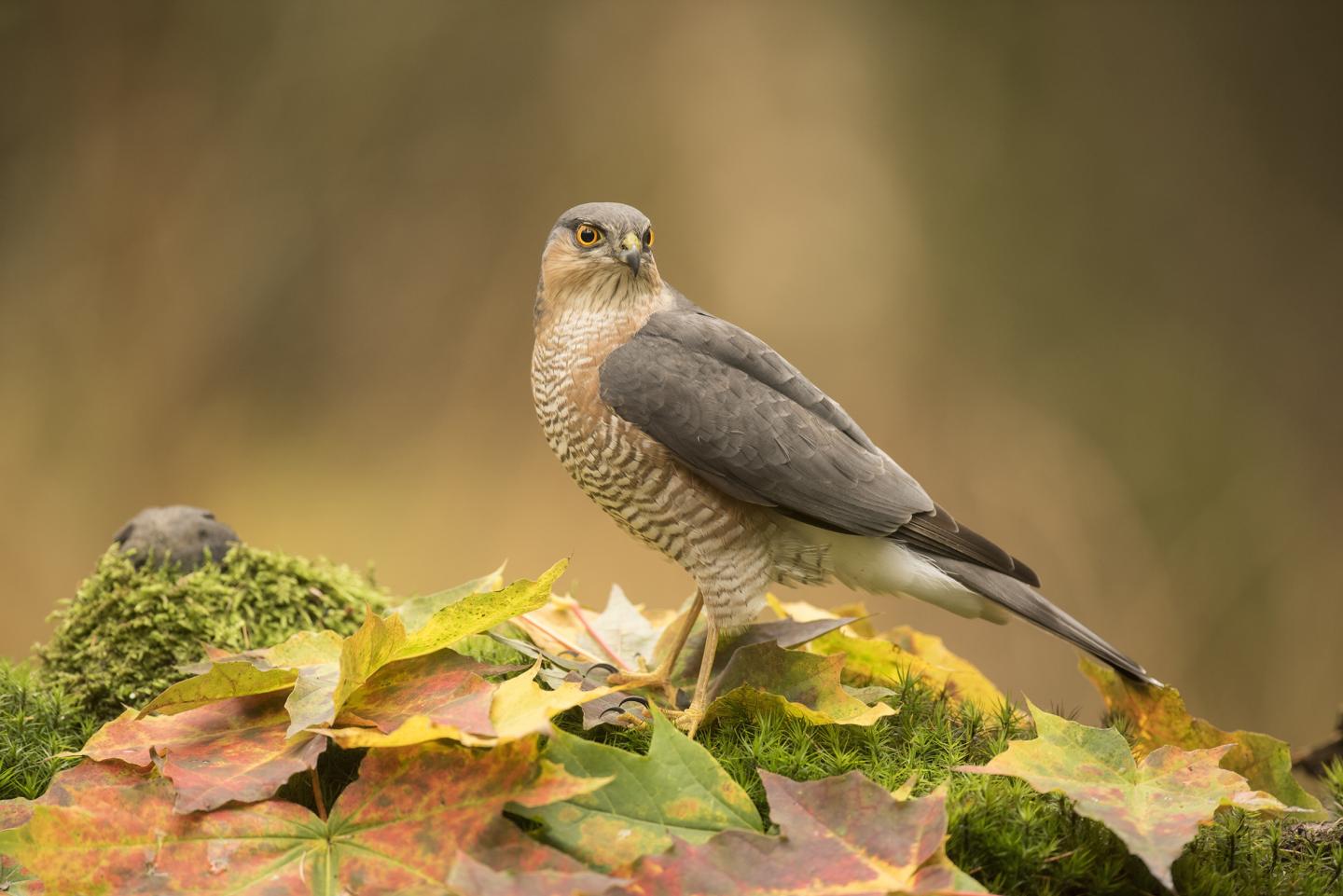 Sparrowhawk [IMAGE] | EurekAlert! Science News Releases
