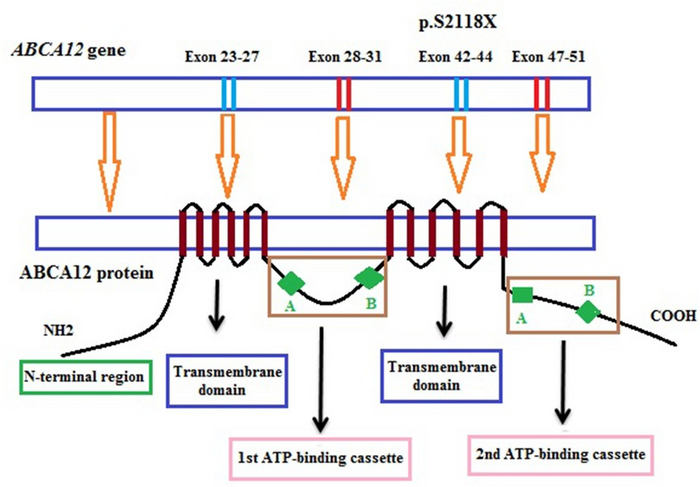 Position of the mutation in th [IMAGE] | EurekAlert! Science News Releases