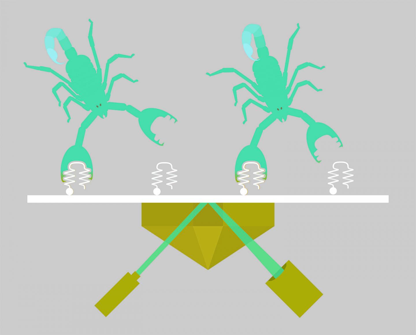 Learning from scorpions to control impulses | EurekAlert!