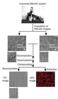 Spinning-prism microscope helps gather stem c | EurekAlert!