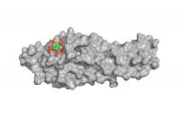 A cellular sensor of phosphate levels | EurekAlert!