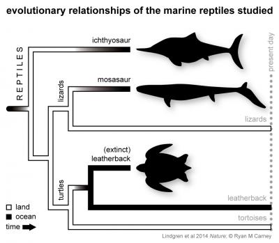 Evolutionary Relationships of [IMAGE] | EurekAlert! Science News Releases