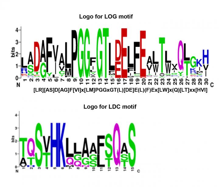 Protein Patterns [IMAGE] | EurekAlert! Science News Releases