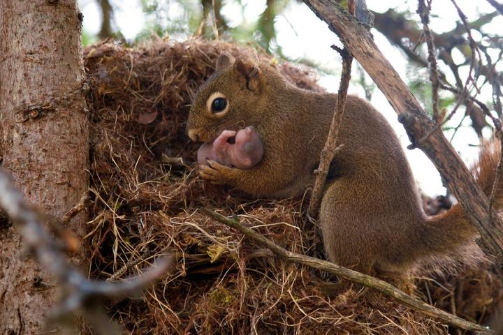 Mamma Squirrel with Pup [IMAGE] | EurekAlert! Science News Releases