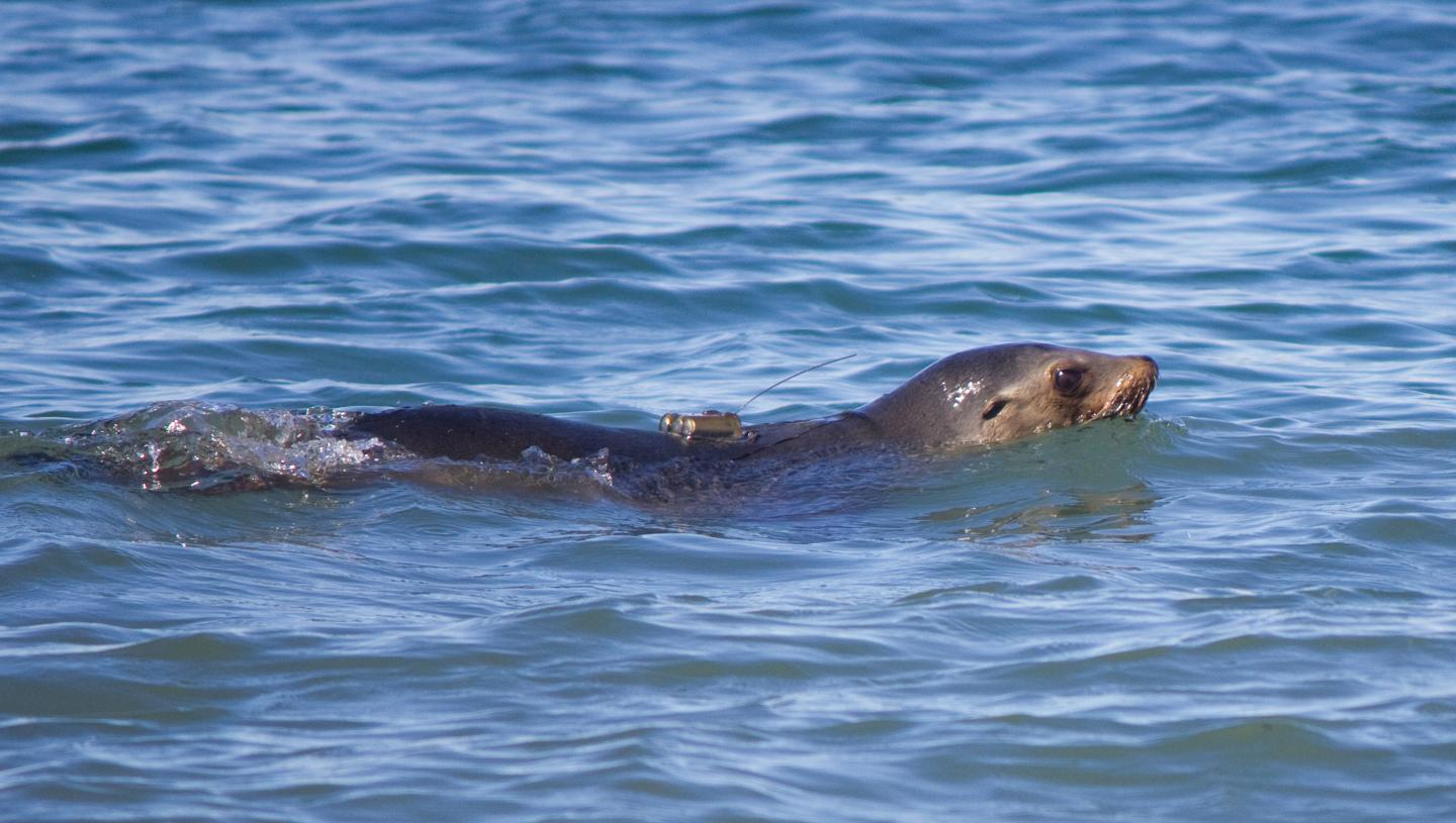 Reducing Bycatch While Sustain [IMAGE] | EurekAlert! Science News Releases