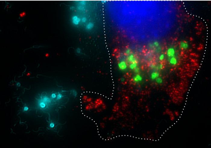 Invasion and delivery [IMAGE] | EurekAlert! Science News Releases