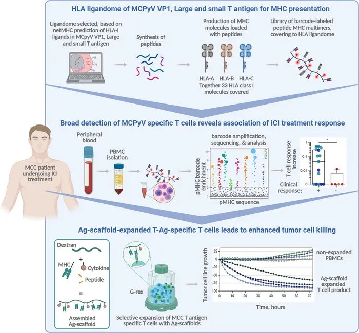 Graphical abstract [IMAGE] | EurekAlert! Science News Releases