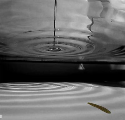 Leech [IMAGE] | EurekAlert! Science News Releases