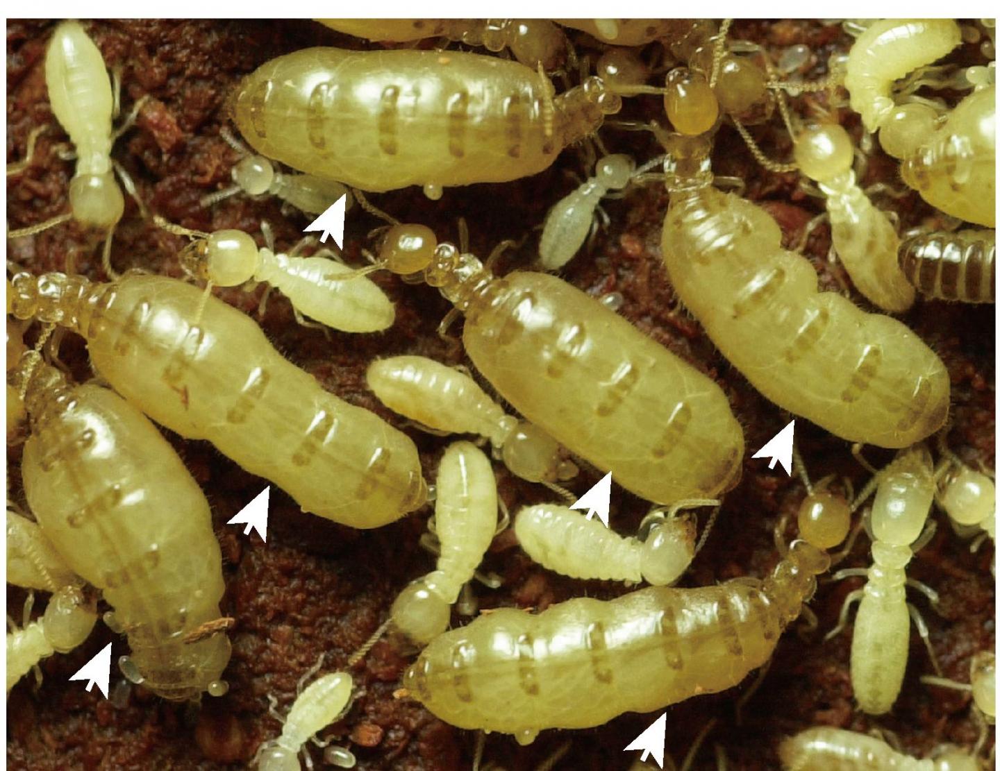 Termite Queens' Efficient Anti [IMAGE] | EurekAlert! Science News Releases