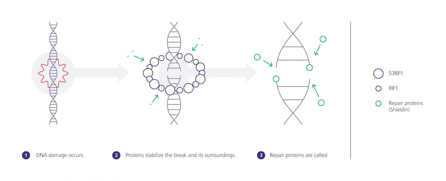 Infographic on the 'Protein Sc [IMAGE] | EurekAlert! Science News Releases
