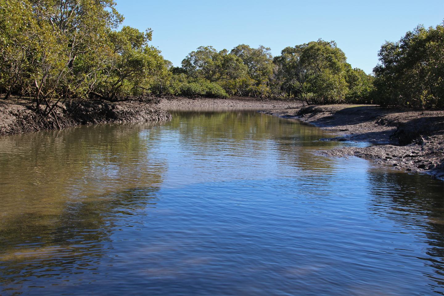 Will Methane Emissions from Mangrove Sediment | EurekAlert!