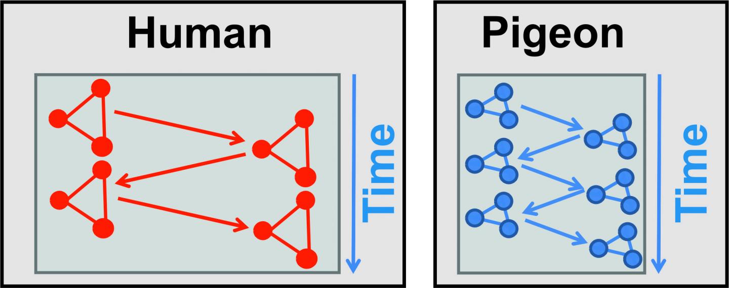 Neuronal Density [IMAGE] | EurekAlert! Science News Releases