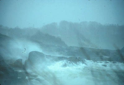 Rocky Intertidal Zone | EurekAlert!