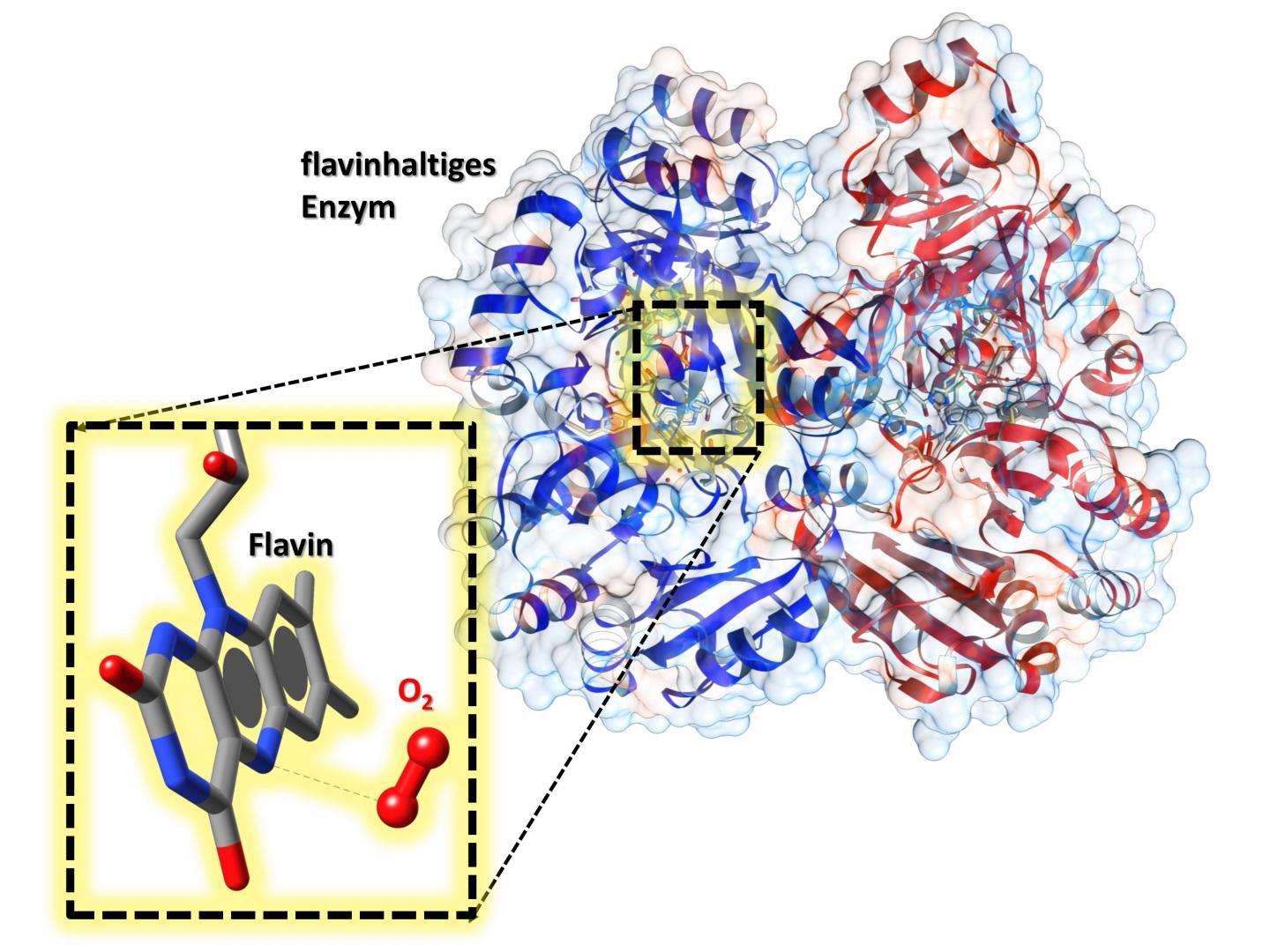 Flavins keep a handy helper in their pocket | EurekAlert!