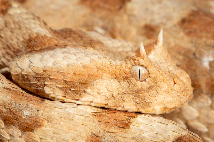 Horned_adder_(Bitis_caudalis)_ [IMAGE] | EurekAlert! Science News Releases