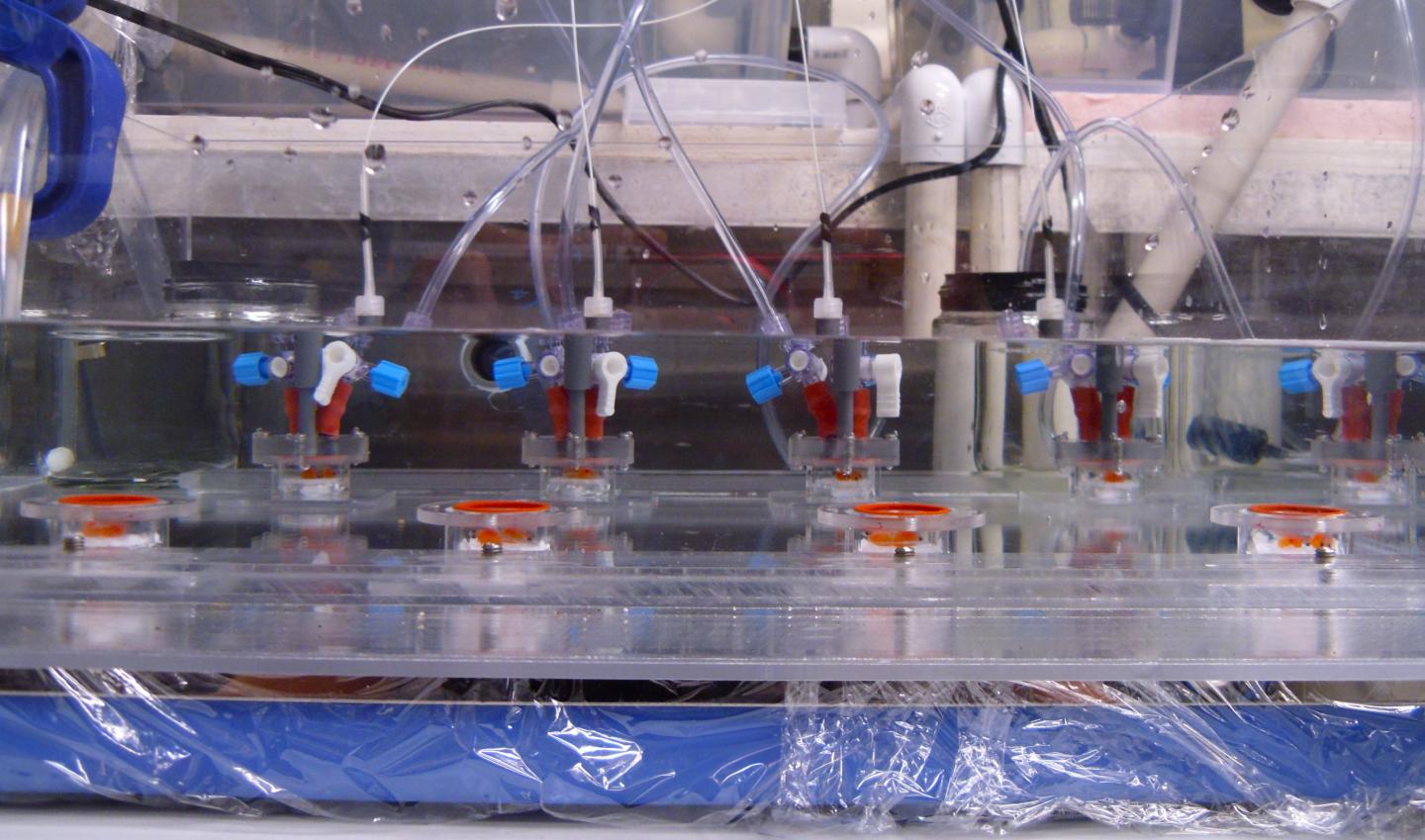 Respirometry Setup for Pink Sa [IMAGE] | EurekAlert! Science News Releases