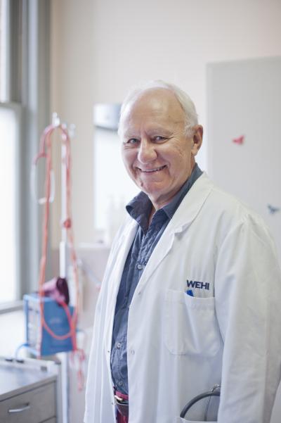 Immune protein could stop diabetes in its tra | EurekAlert!