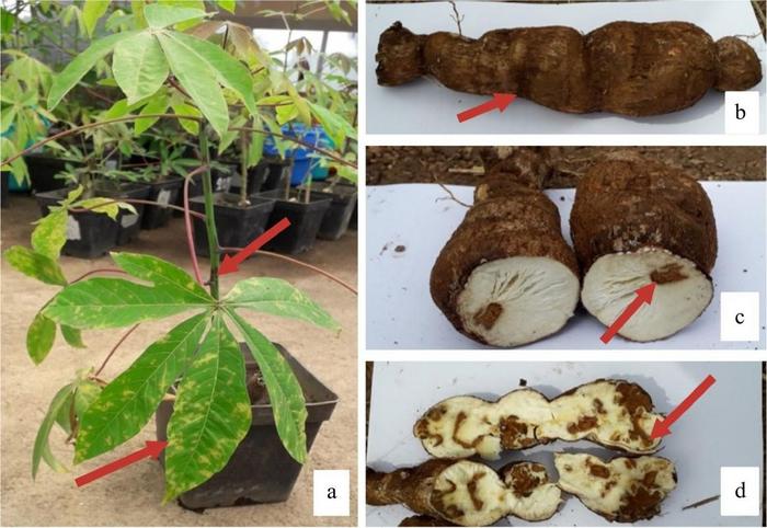Advancing CBSD resistance in cassava: a compr | EurekAlert!
