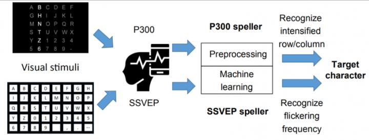 Are brain-computer interface spellers secure? | EurekAlert!