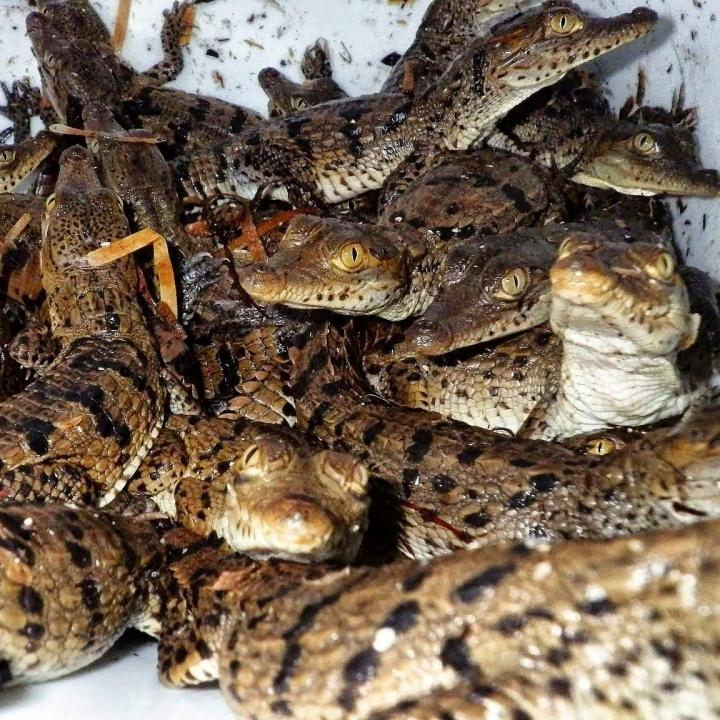 Almost 10,000 American crocodiles in the Ever | EurekAlert!