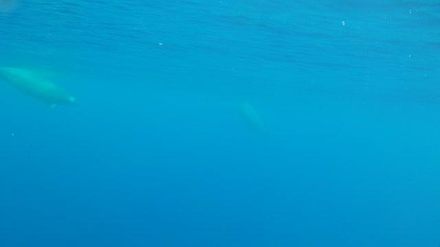 First underwater video footage of the True's | EurekAlert!