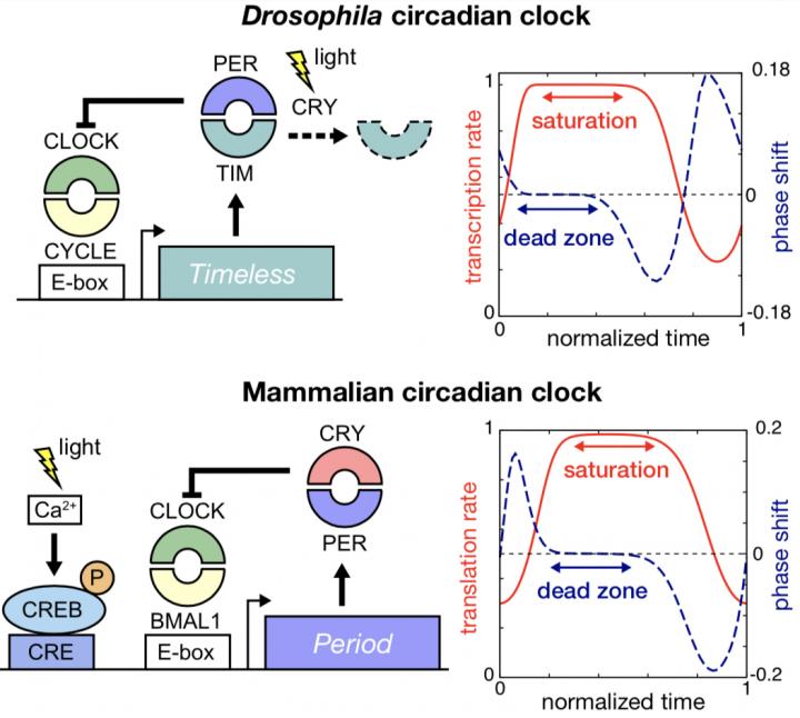Figure. Dead Zone Formation [IMAGE] | EurekAlert! Science News Releases