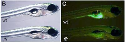 Zebrafish Larvae [IMAGE] | EurekAlert! Science News Releases