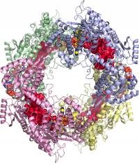 Scientists find donut-shaped structure of enz | EurekAlert!