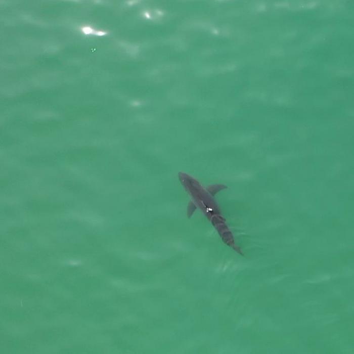 Shark from Above [IMAGE] | EurekAlert! Science News Releases