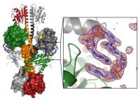 Finely tuned WspRs help bacteria beat body by | EurekAlert!
